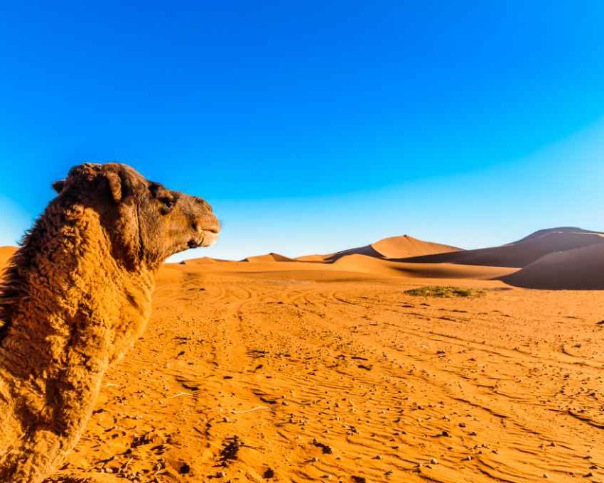 Go Marruecos Tours - RUTA 5 DIAS FEZ-MERZOUGA-FEZ